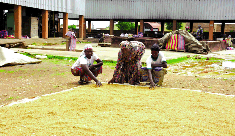 Transformation du riz paddy à Bama : Des femmes au front contre la ...