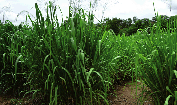 Production fourragère dans les Hauts-Bassins : un rempart contre les ...