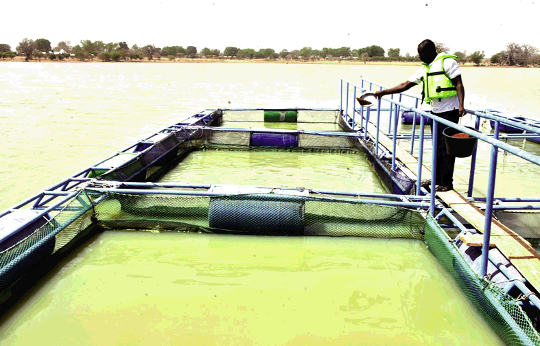 Pisciculture en cages flottantes: une technique innovante pour booster ...